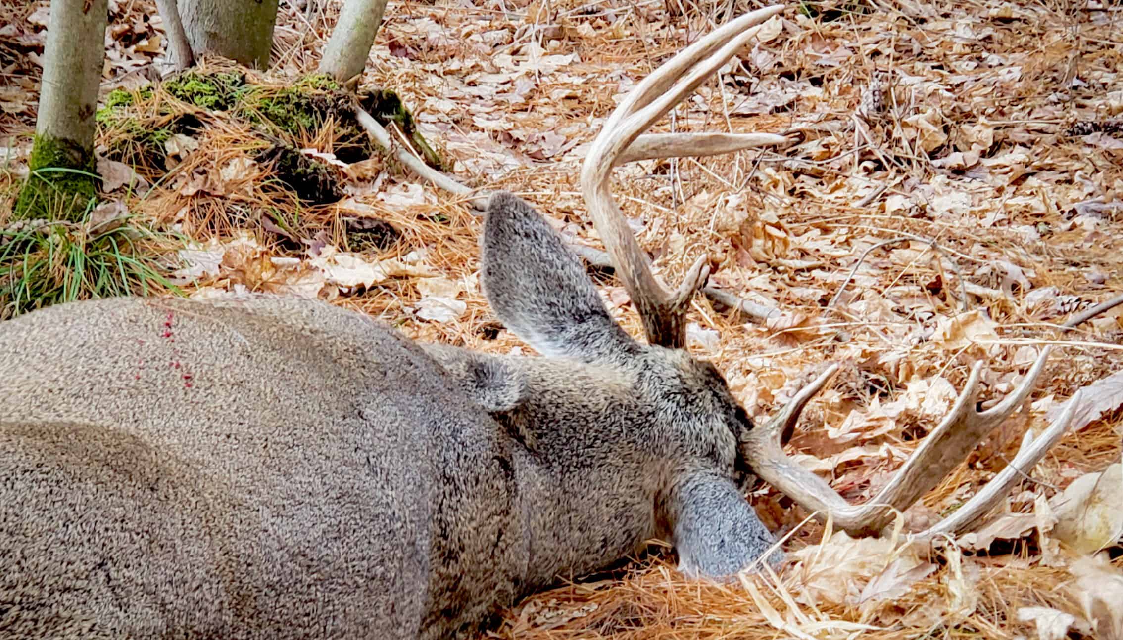 Must-Have Tools For Every Deer Hunter | WhitetailFIRST