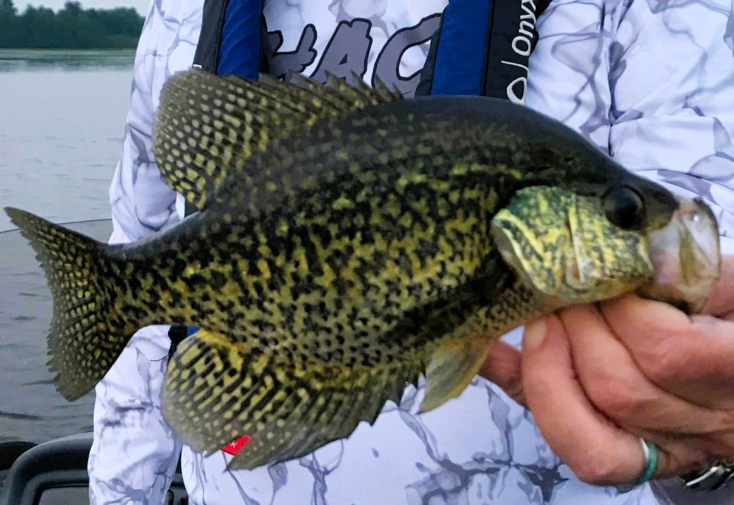 What Big Crappie Look Like On Livescope | CrappieFIRST